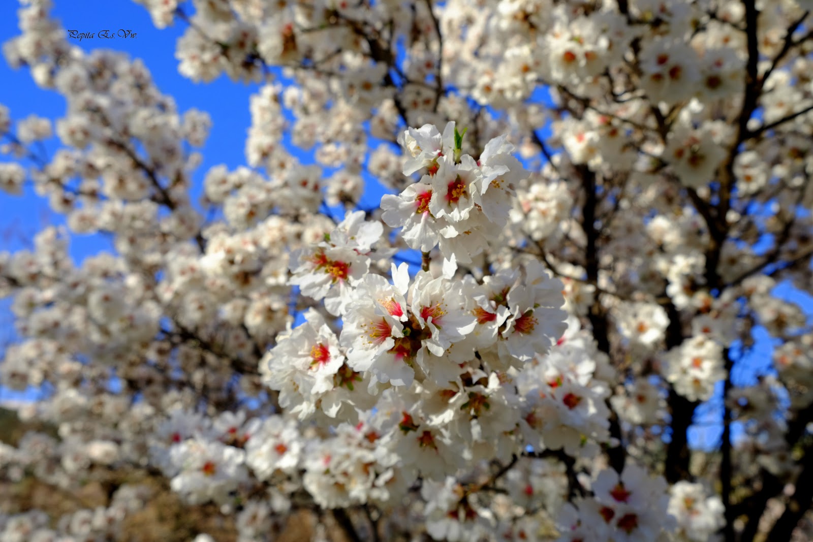 Fotografiando Cumbres: La flor del almendro. Jérez del Marquesado