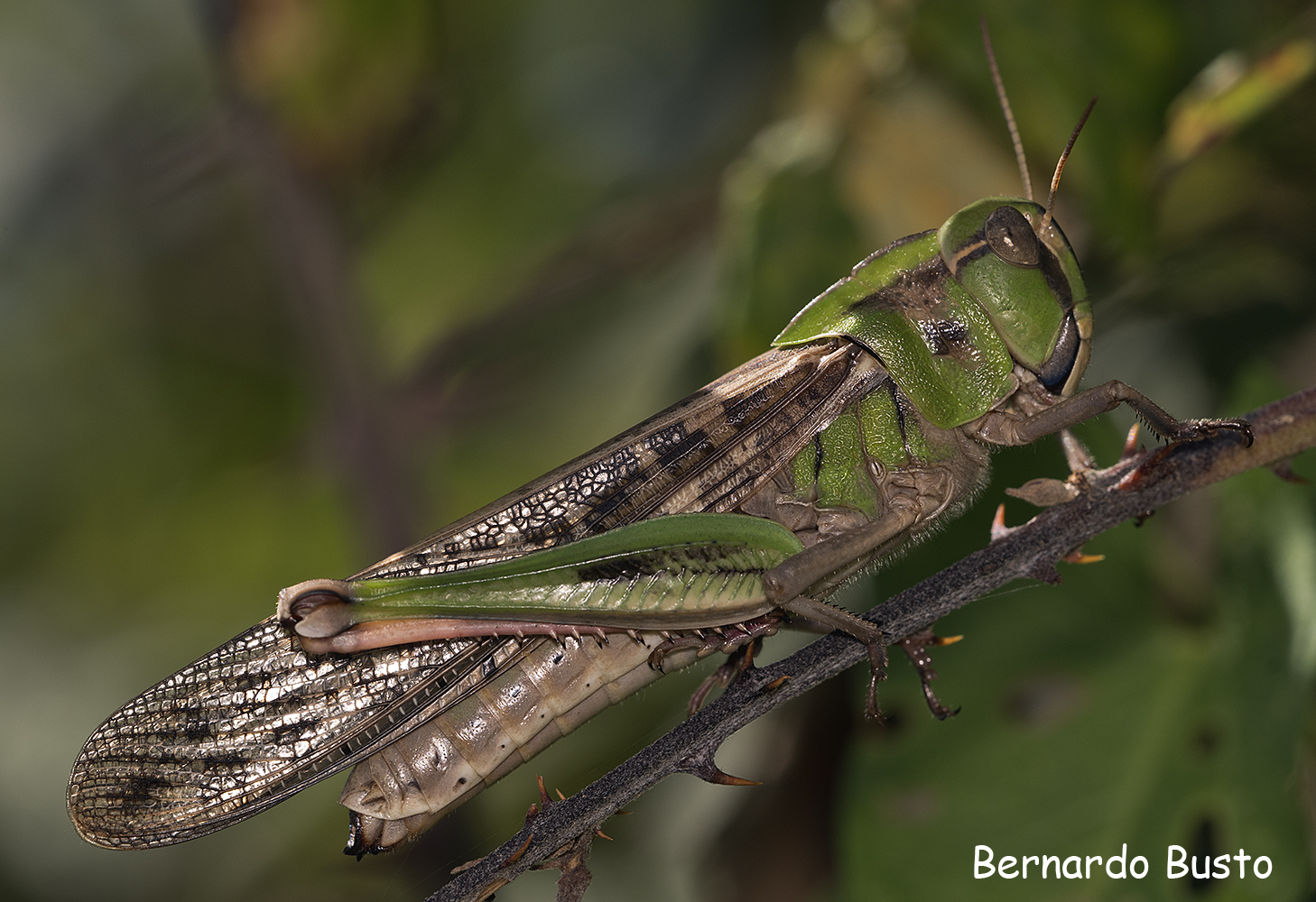 RÍA DE LA VILLA: Insecto del día
