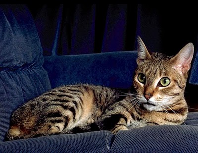 California Spangled | The Life of Animals