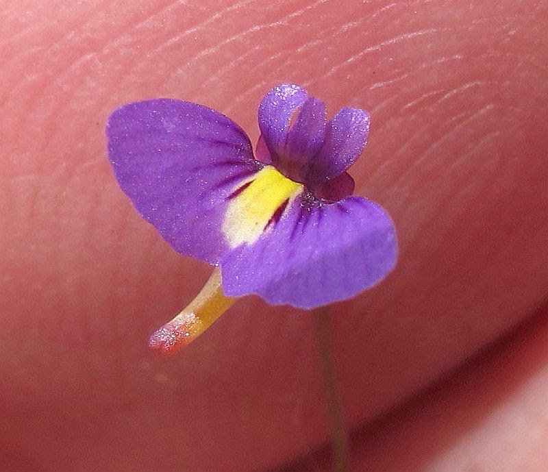 Esperance Wildflowers: Utricularia violacea - Violet Bladderwort