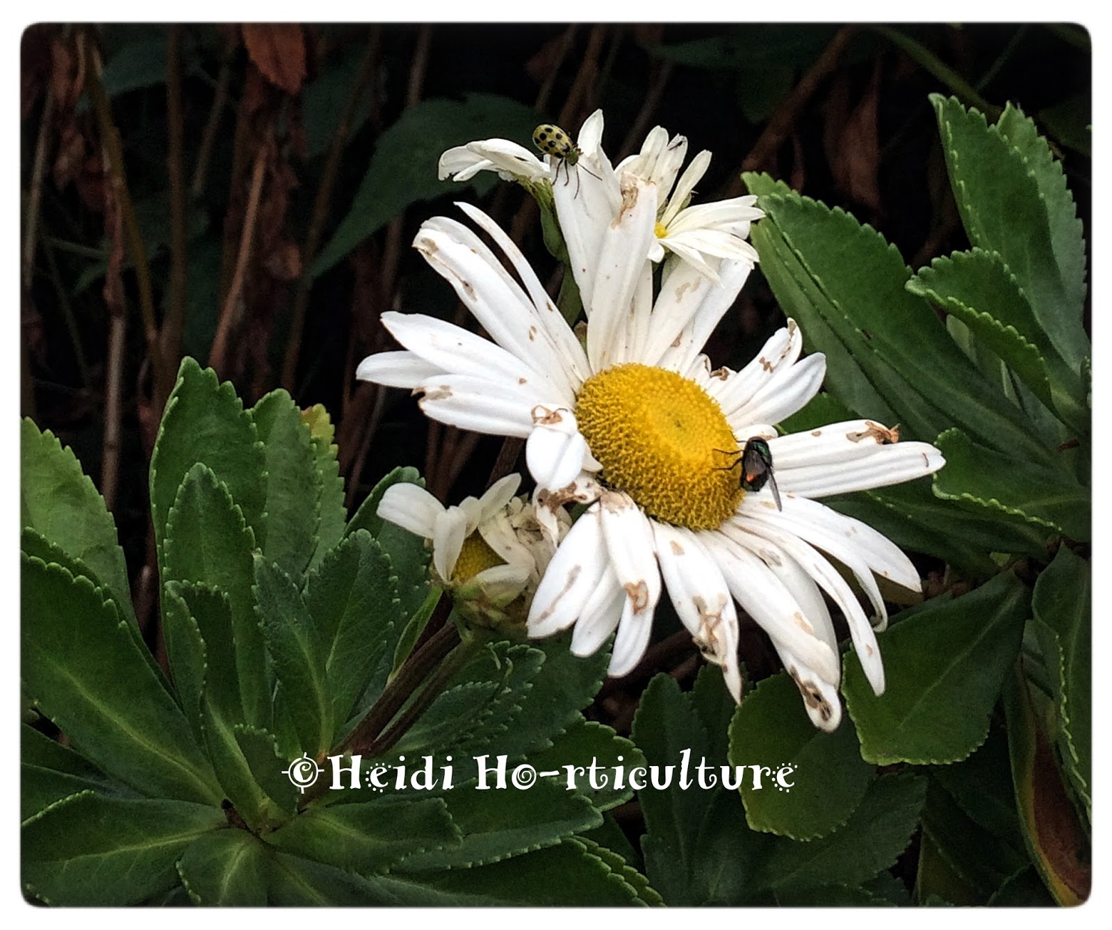 Heidi Horticulture: Nippon Daisy - Spotted Cucumber Beetle