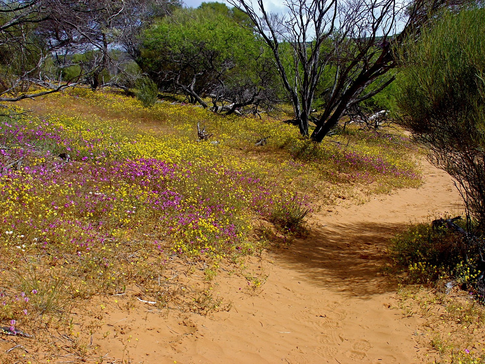 pukawaparadise: Western Australian Wildflowers