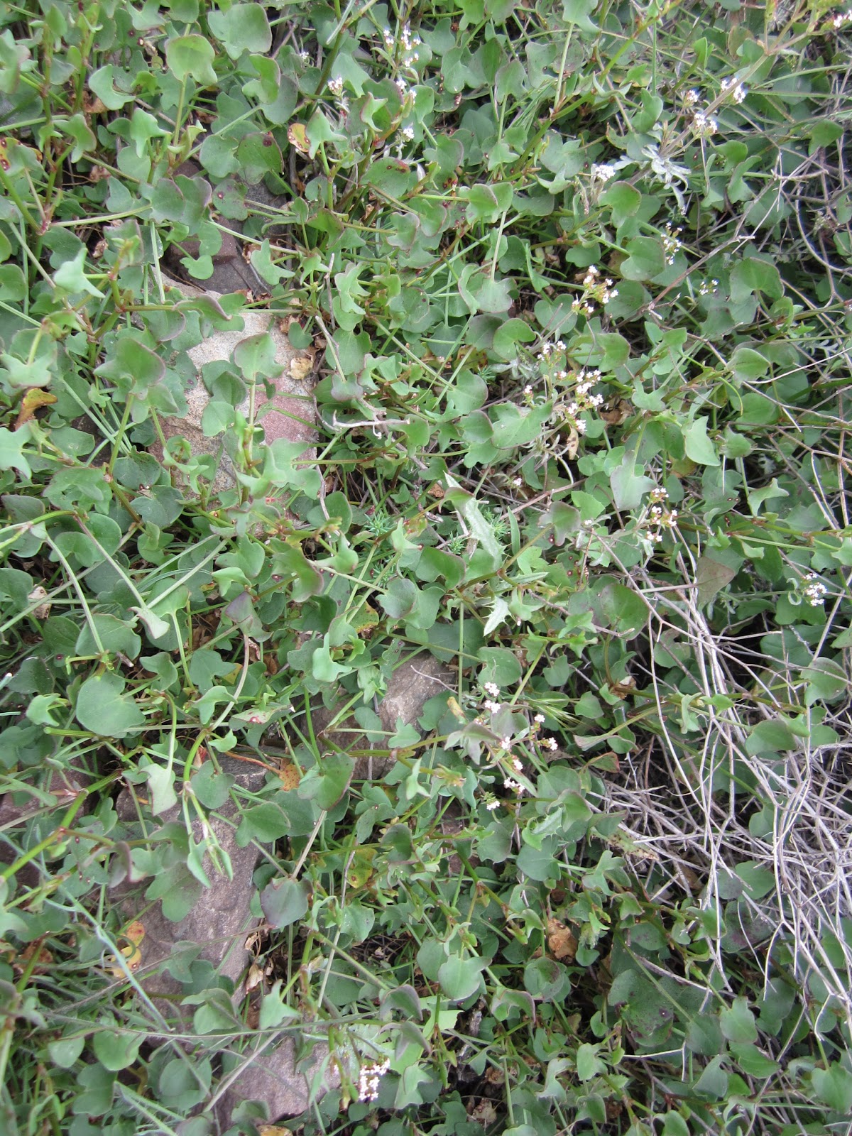 Mis experiencias mis imágenes: Acedera, (Rumex Acetosa)