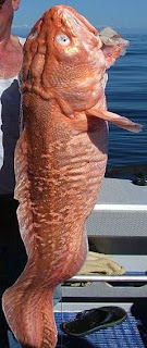 FISH AND CHIPS !! ....o ROSADA FRITA CON PATATAS A LA MALAGUEÑA | Mi Cocina