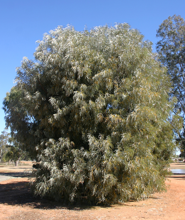 Toowoomba Plants: Brigalow