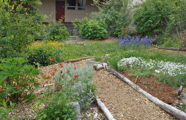 Shoreline Area News: Visit the Echo Lake Elementary Native Plant Garden ...