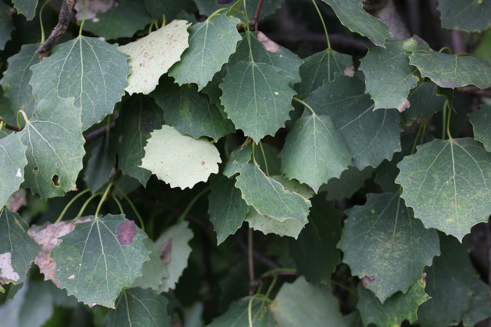 Puittaimede virtuaalherbaarium