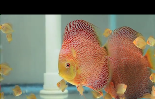 100 Discus Classification according to color and line | king fish