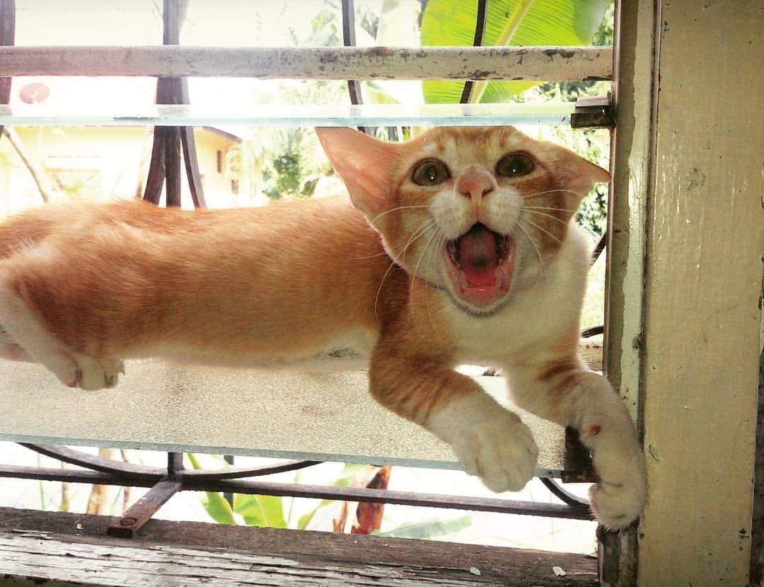 20 Gambar Kucing Oren Berkelakuan Pelik!