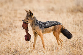 The Wildlife: Jackal Animals | Amazing Facts & Latest Pictures