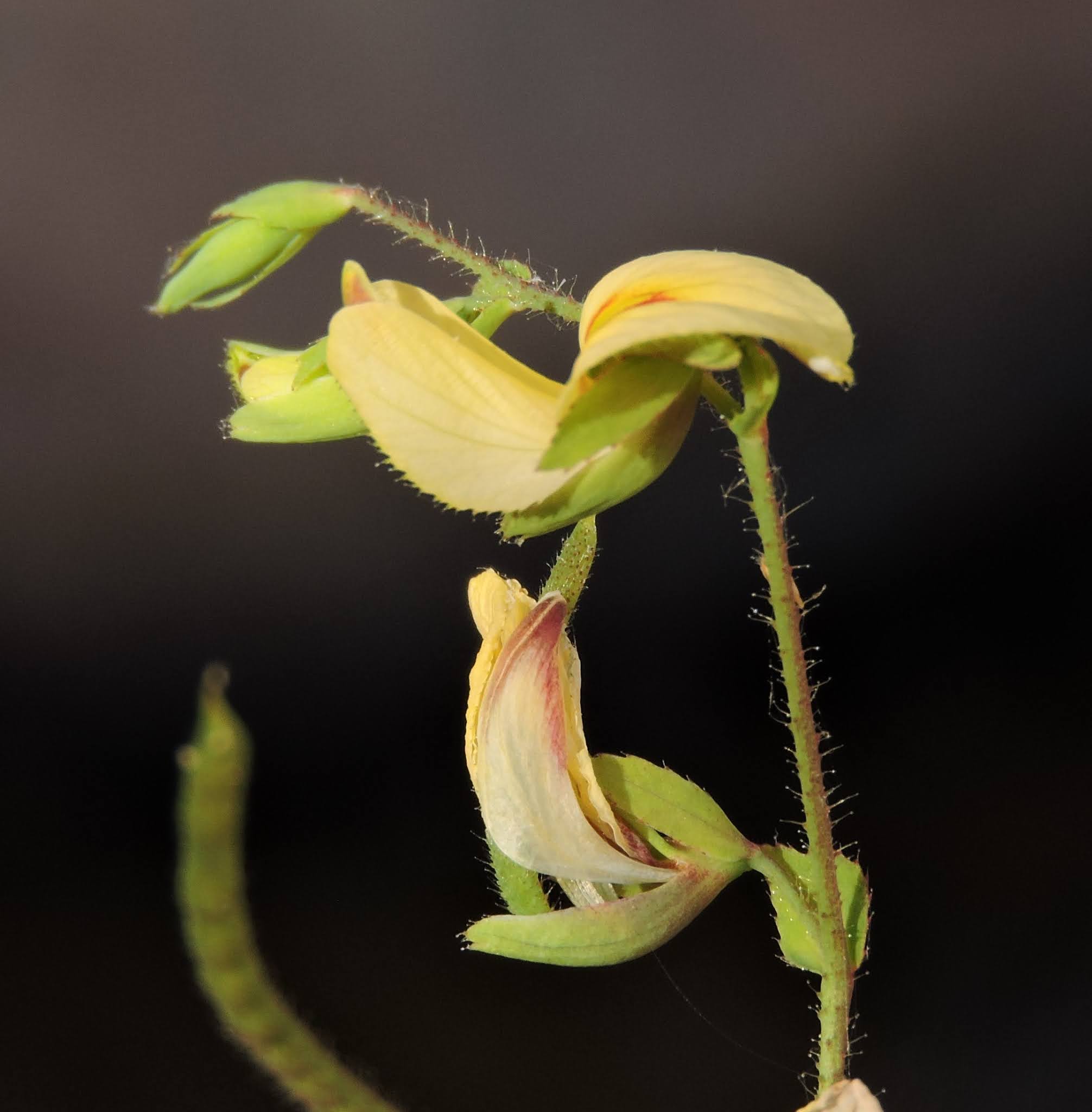 Fabaceae - Leguminosae no Brasil: Aeschynomene