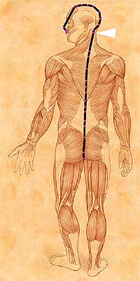 acuxo | Acupuncture Point Locations, Descriptions, and Actions: GV 15 ...