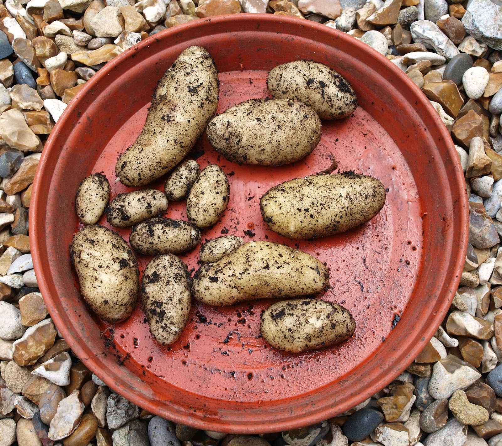 Mark's Veg Plot: New potatoes with Gammon and Red Cabbage