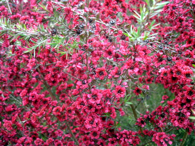 FLORS: Manuka (Leptospermum scoparium)