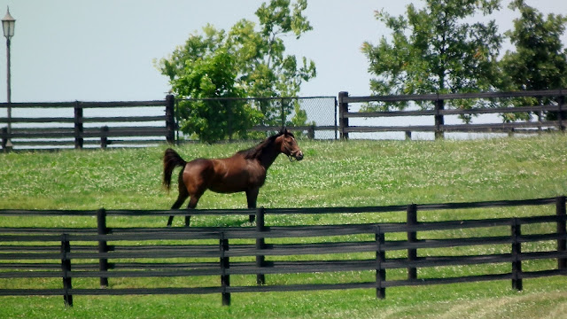 Photos and posts by Maurice B. Quirin: Lexington's Darley Jonabell Farm