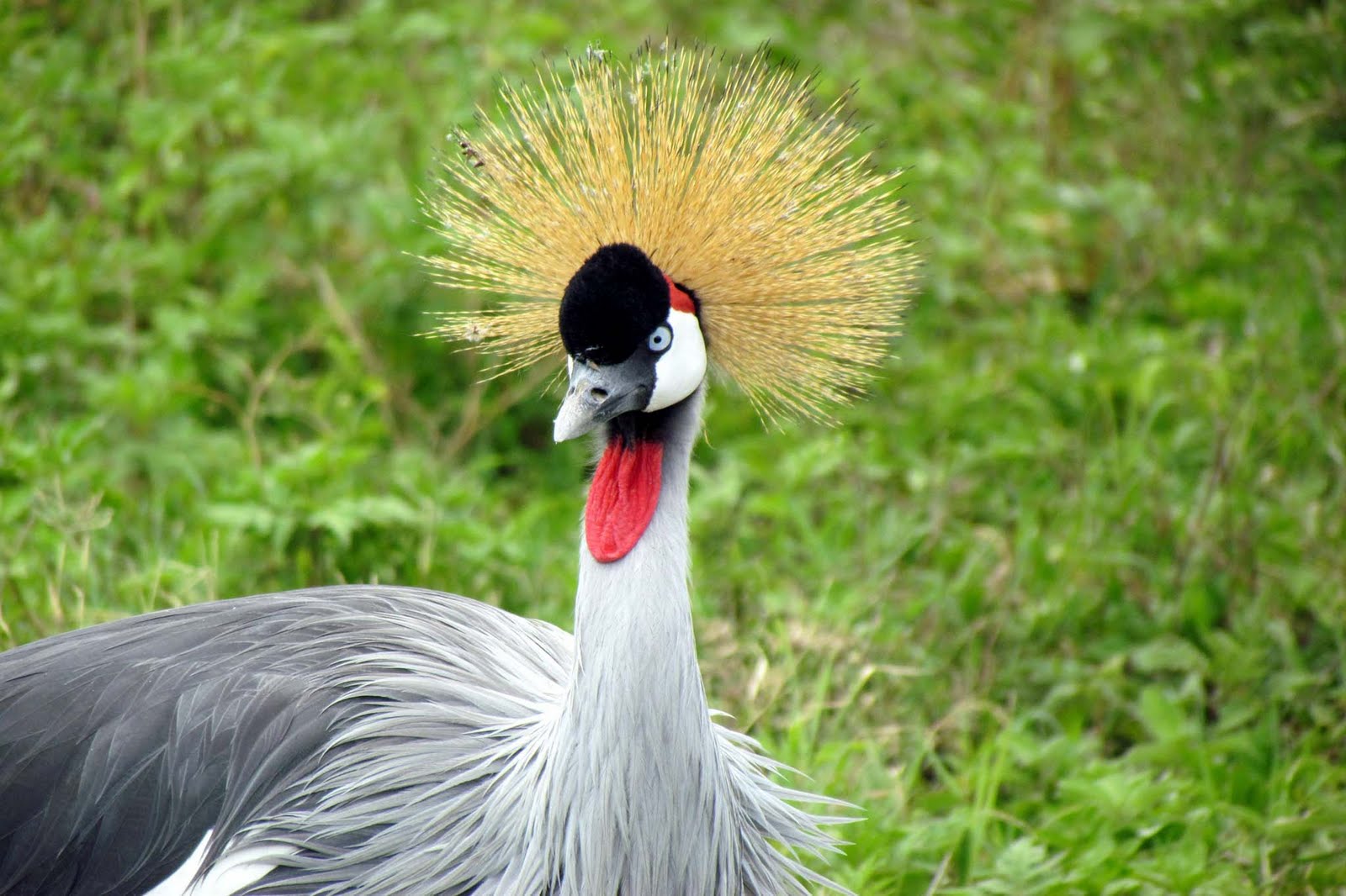 Ngorongoro Conservation Area | Desktop Wallpapers