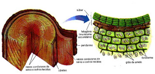 Ciência em Foco: Histologia Vegetal