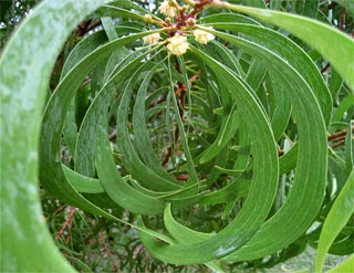 Reforestation and the Medicinal Uses of Trees -Liliana Usvat Research ...