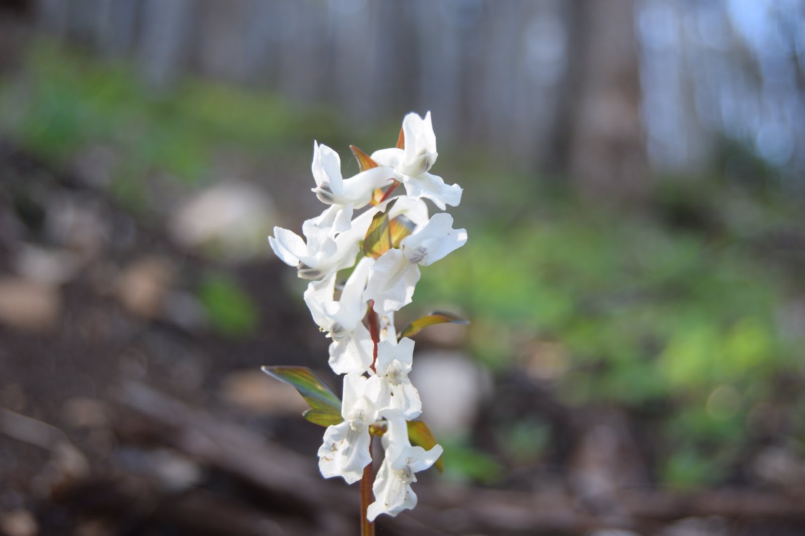 Frumusetile naturii: Brebenel (Corydalis capnoides)