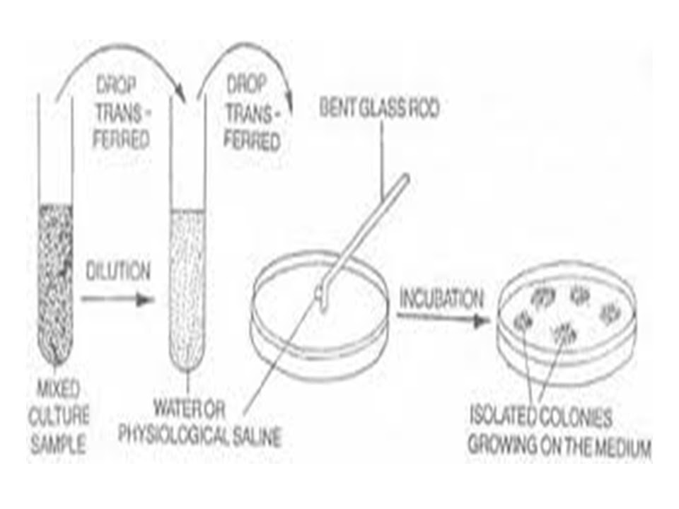 Microbial Techniques