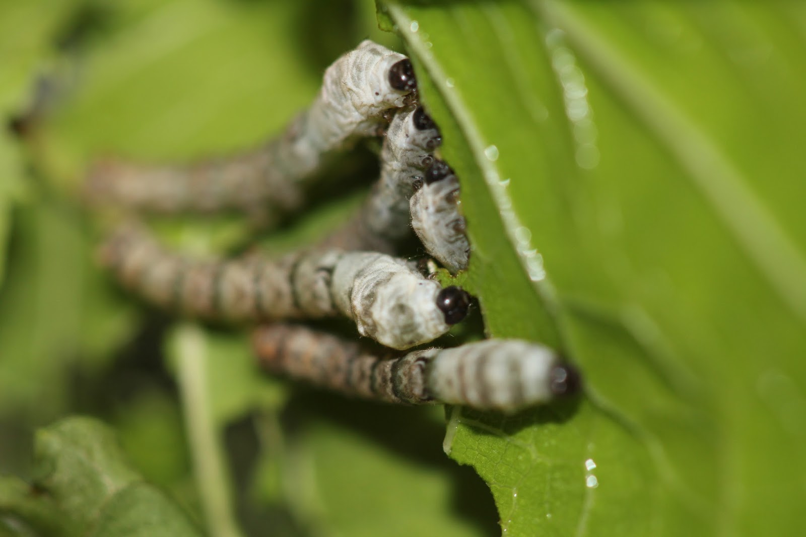 Amazing Silkworms: Silkworm Photoshoot