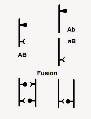 Divulgación de la Ciencia: Cómo surgió la reproducción sexual