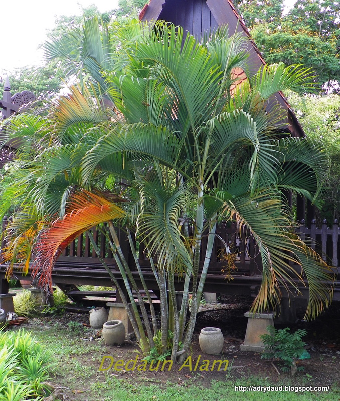 Dedaun Alam: Dypsis Lutescens @ Pinang Kuning