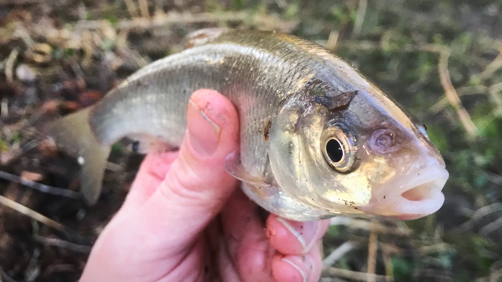 Piscatorial Quagswagging: Small Brook Fishing Pt.2 – Dace and Derrières