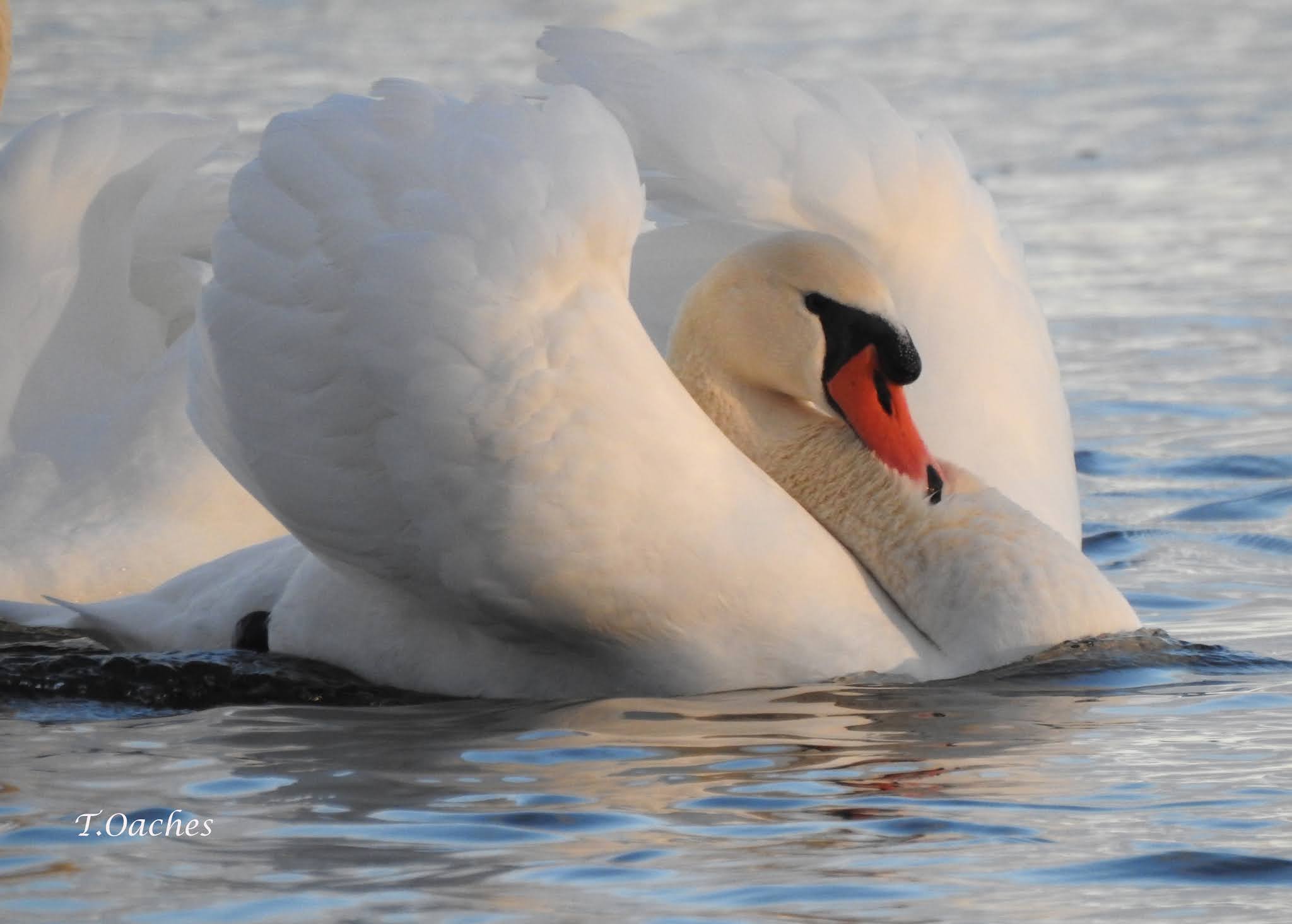 PASARI DIN ROMANIA: LEBADA DE VARA (1), Cygnus olor