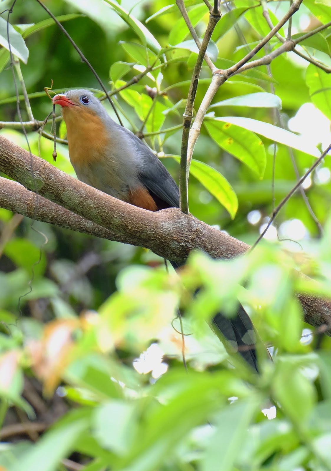 Mike is the name Birding is the game ( Birding in Malaysia - Malaysian ...