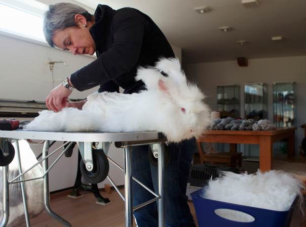 Curiosidades tejeriles IV - la fibra de angora