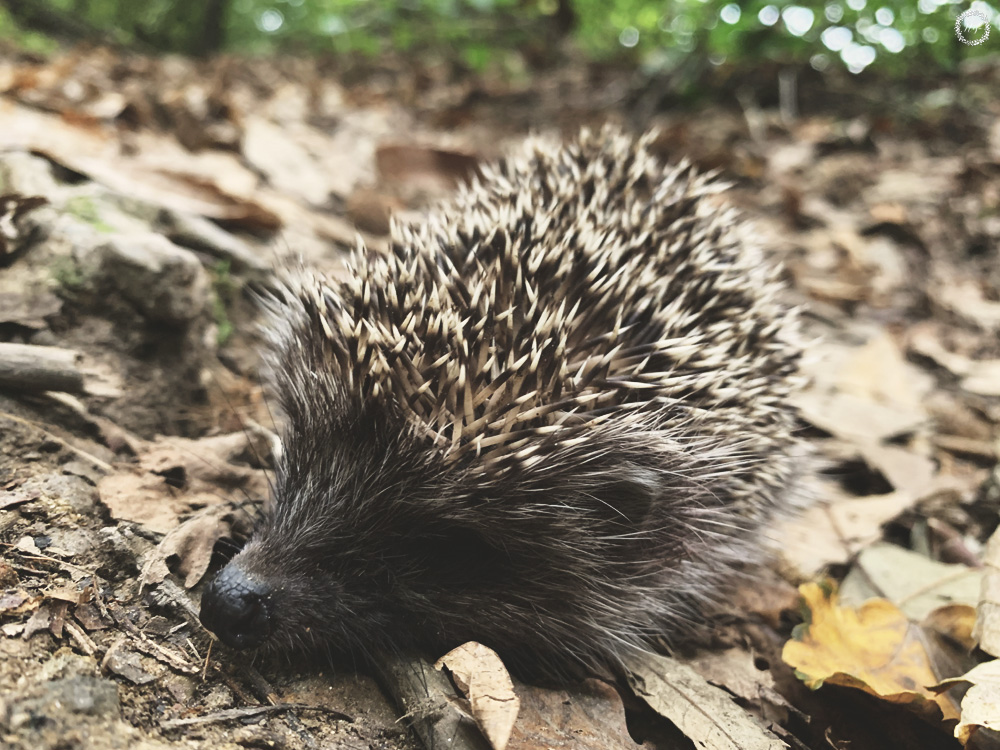Sleepy hedgehog | Synergy