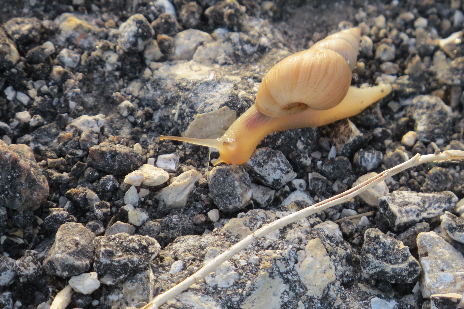Florida Suncoast Birding: Purple Gallinule