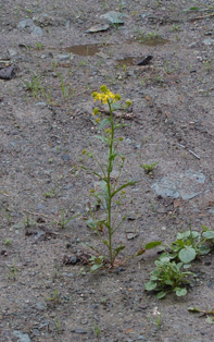 ...og frue: Spiselig ugress - vinterkarse