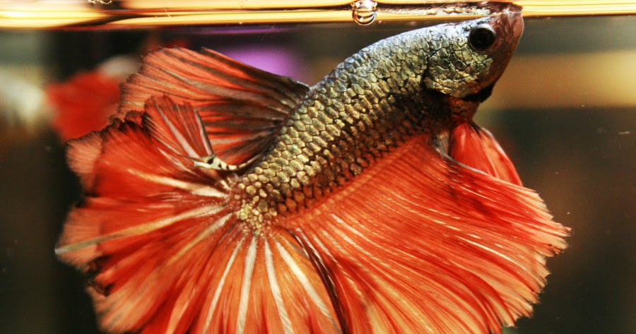 Journey of cupang: Ikan Cupang Copper dan Bi Colour