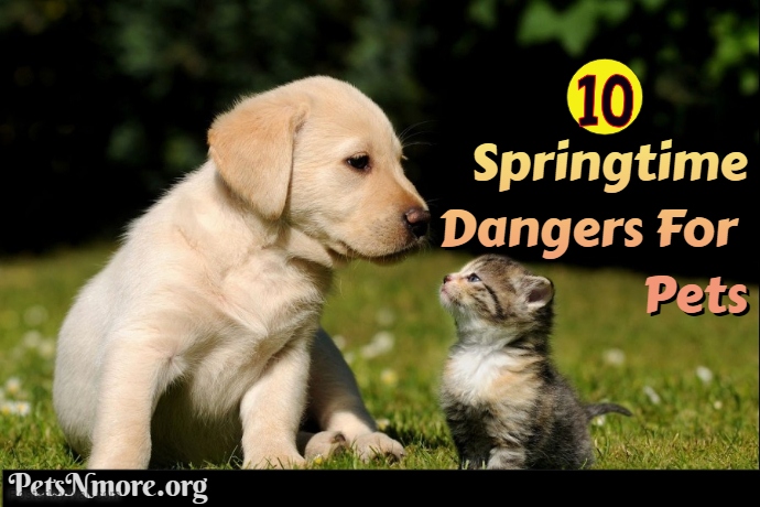 Pets-N-More: 10 Springtime Dangers for Pets