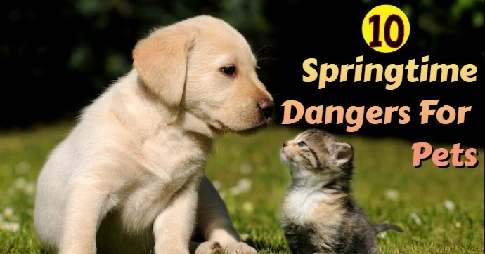 Pets-N-More: 10 Springtime Dangers for Pets