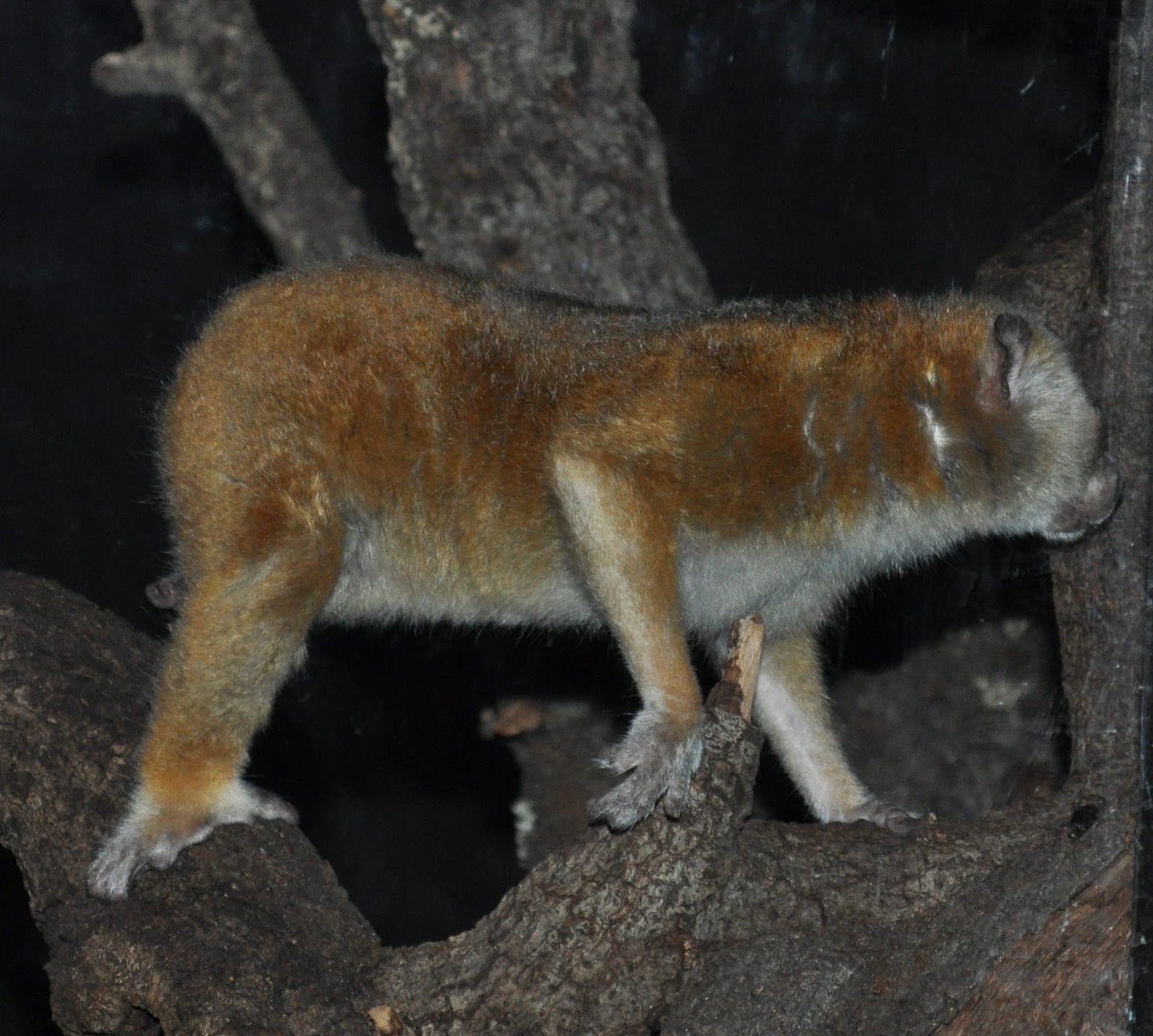 ZOOTOGRAFIANDO (6.100 ANIMALS): LORIS PIGMEO / PYGMY SLOW LORIS ...