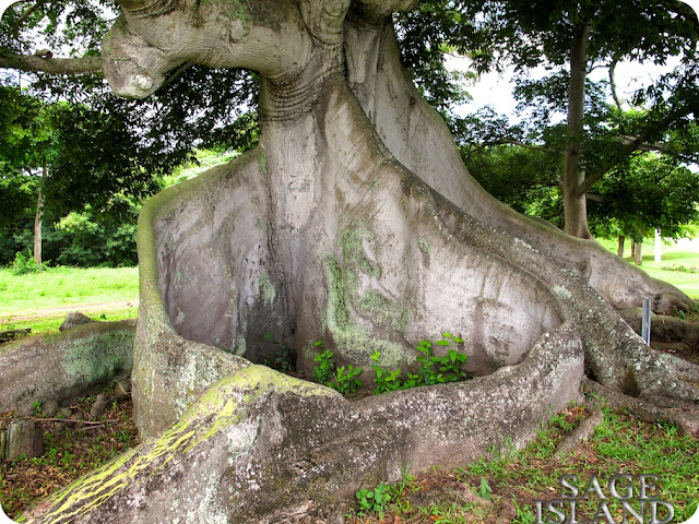 Sage Island: Almost 400 Year Old Ceiba Tree