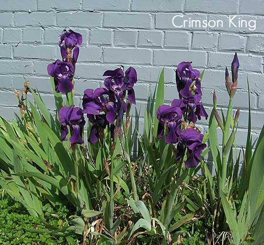 World of Irises: Iris Classics: 'Crimson King'