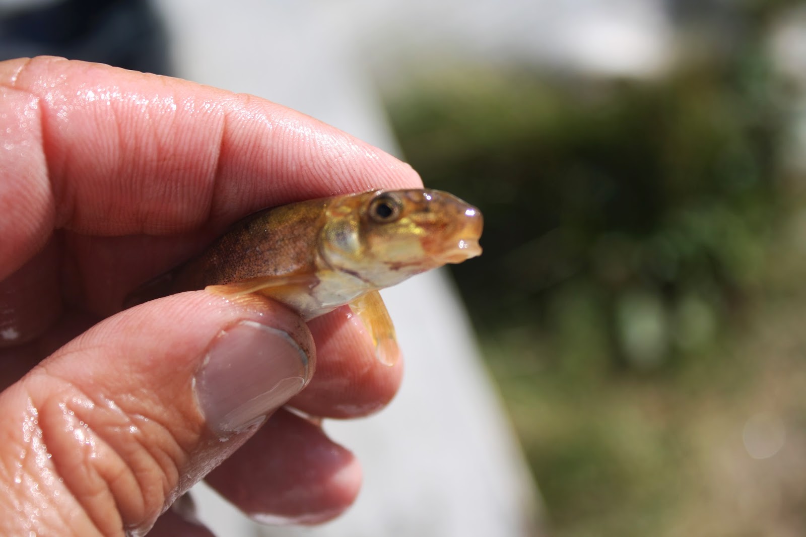 Catch-M-All: It's Been a Long Road to the Longnose Sucker, Fish #42!