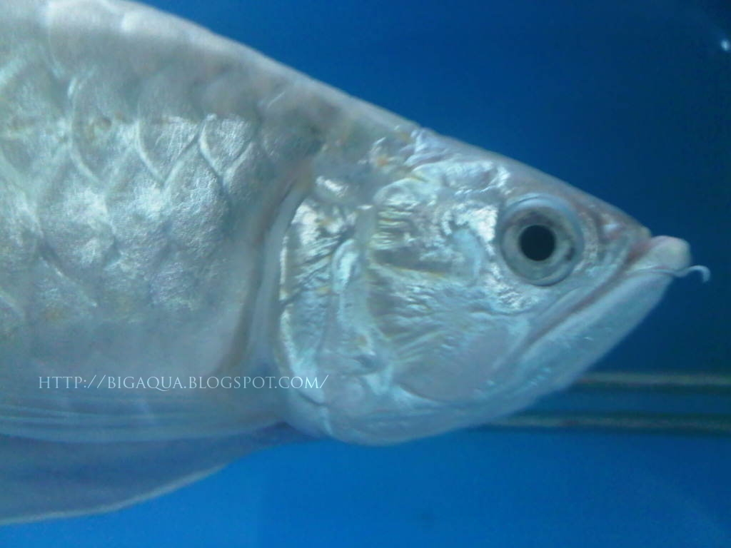 15" PLATINUM Arowana Jardini ~ Big Aqua