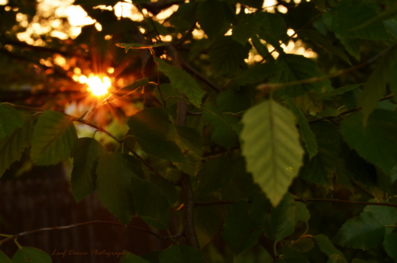 Leaf Dance Photography: Sun-star, Starry Sun, Sunny Stars... and a bit ...