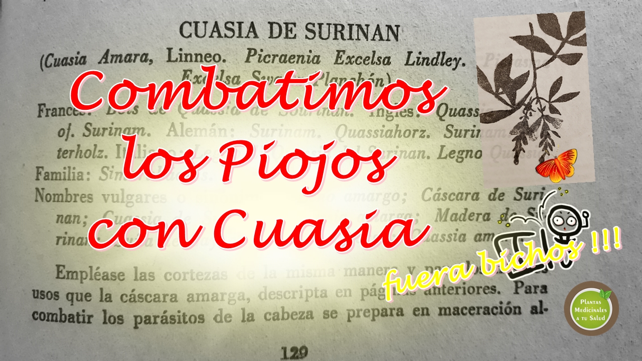 PLANTAS MEDICINALES A TU SALUD: Cuasia- Palo Amargo