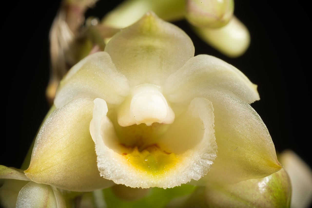 ОРХИДЕЯ Дендро́биум (лат. Dendrobium Orchidaceae )
