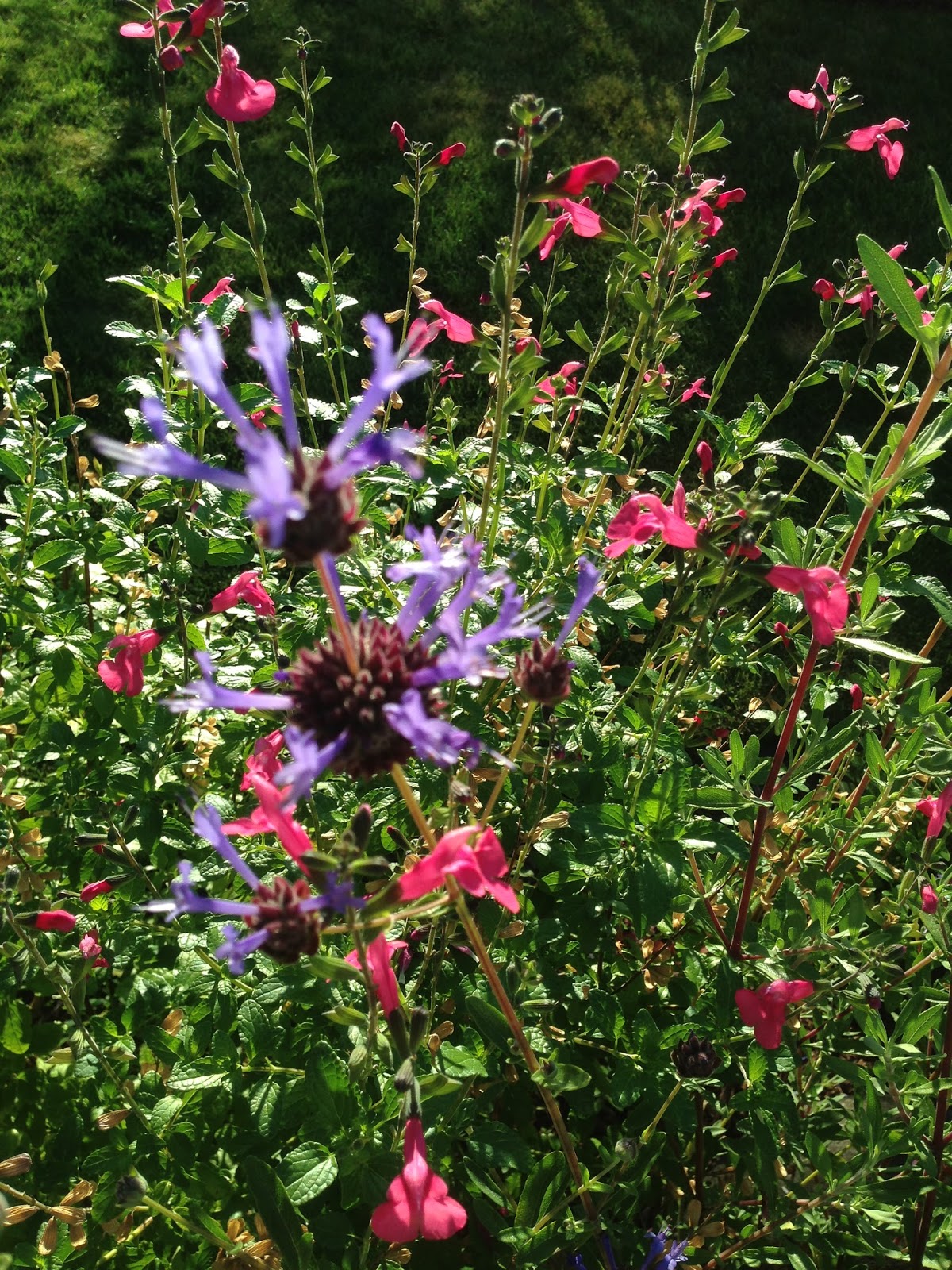 The Lents Farmer: Today's Favorite Plant - Salvia clevelandii