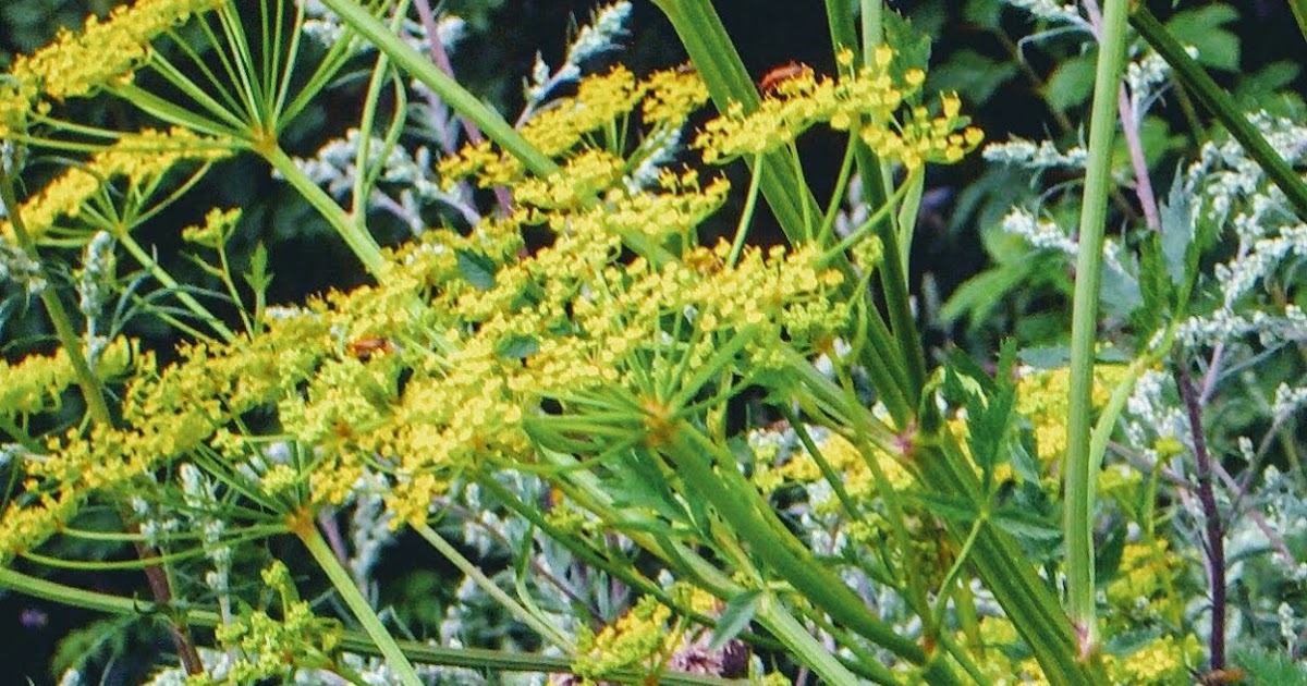 Karen`s Nature Photography: Blooming Yellow Wild Parsnip.