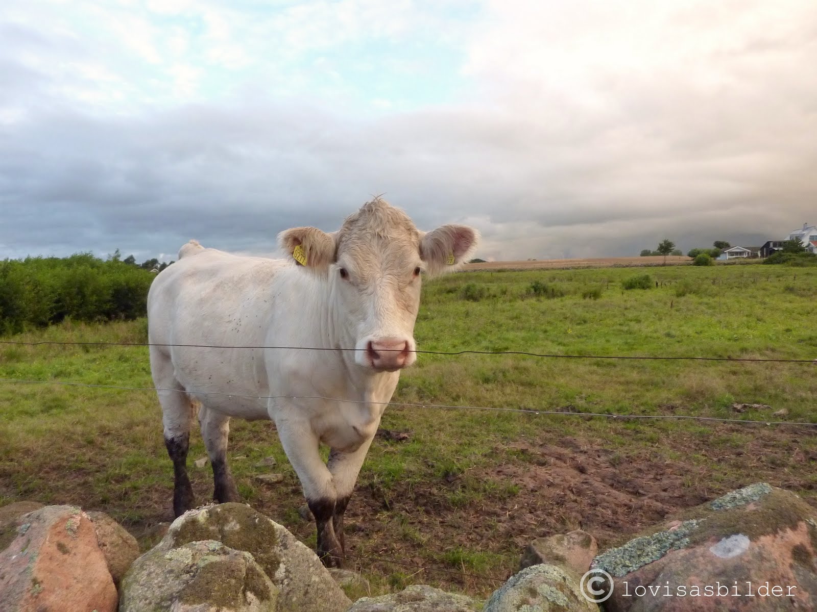 FOTOGRAF - Lovisa Göransson: Det är coola kossor