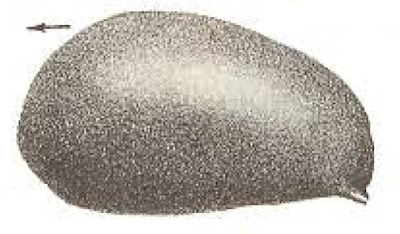 Variety of Life: Palaeocytherideinae