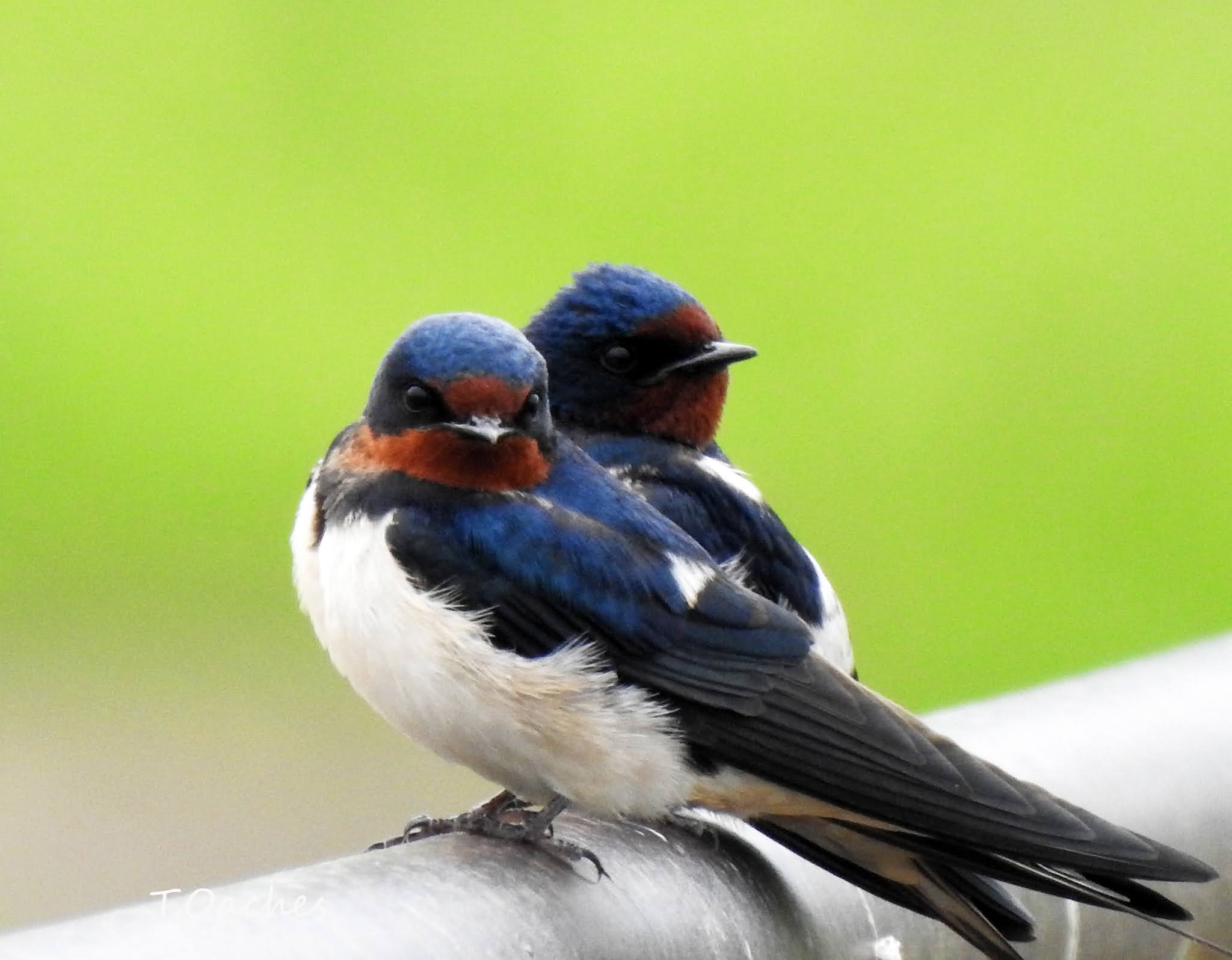 PASARI DIN ROMANIA: RANDUNICA, Hirundo rustica